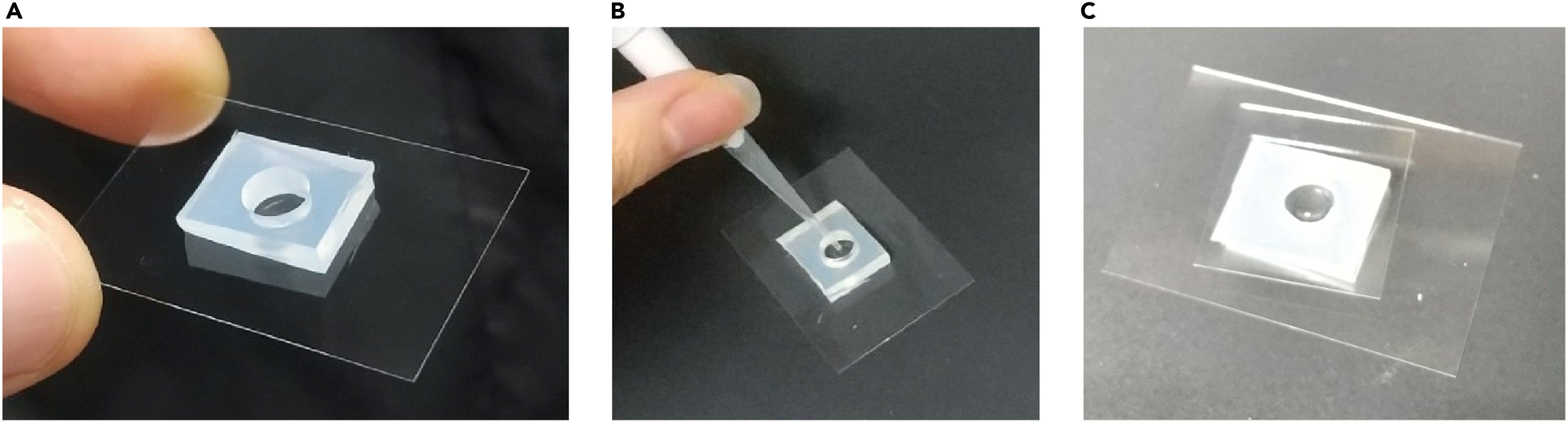 Cell Press: STAR Protocols