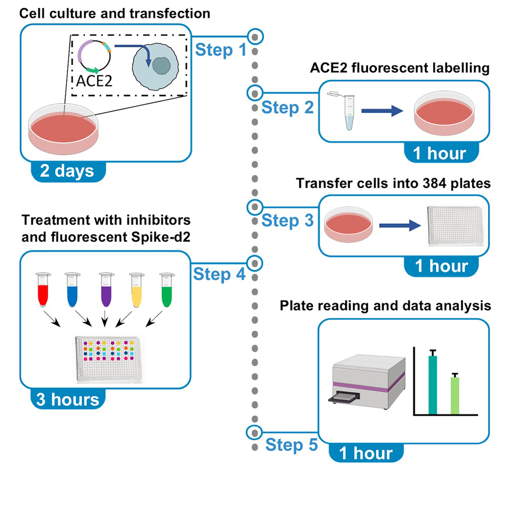 Cell Press: STAR Protocols