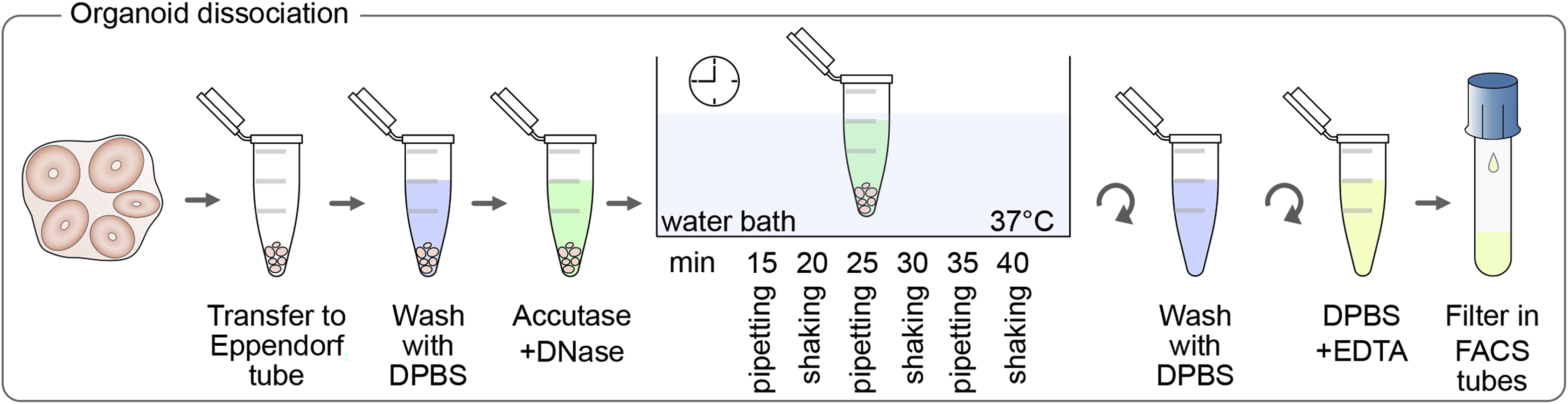 Cell Press: STAR Protocols