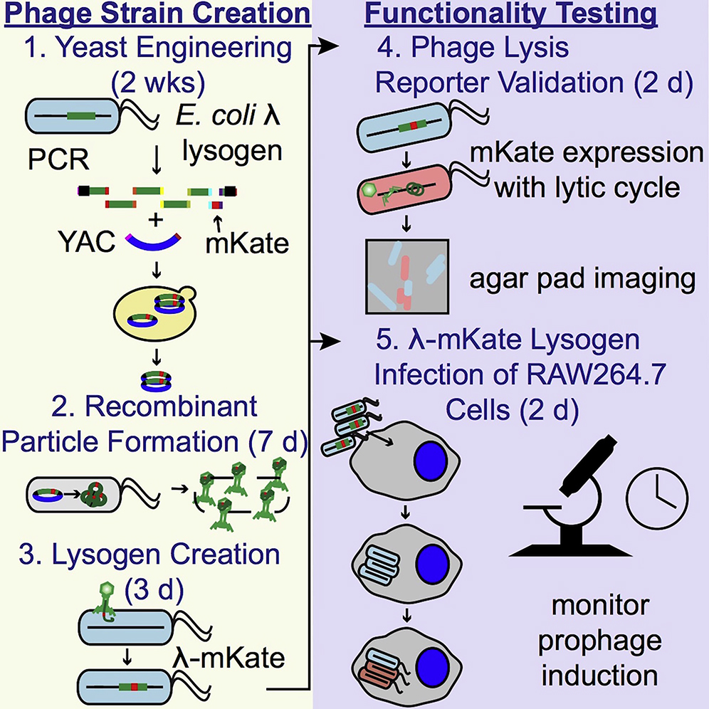 Cell Press: STAR Protocols