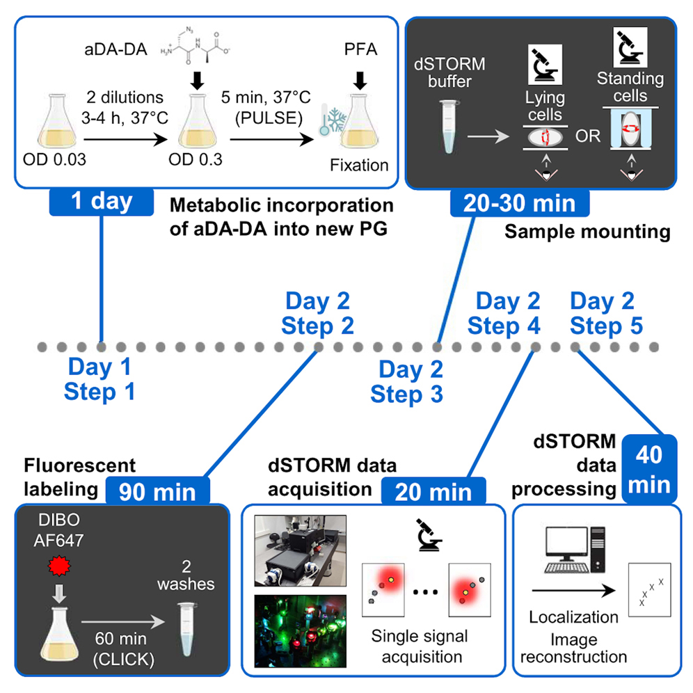 Cell Press: STAR Protocols