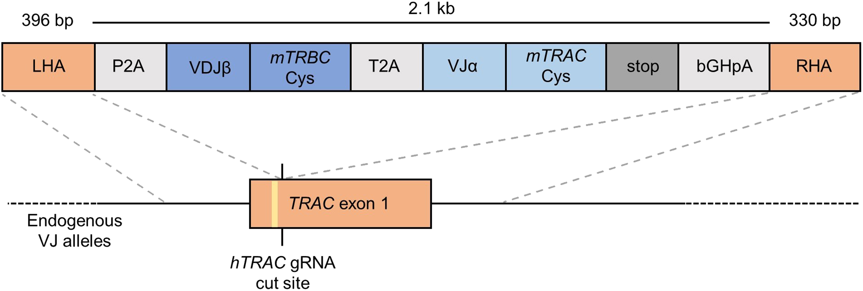 Cell Press: STAR Protocols