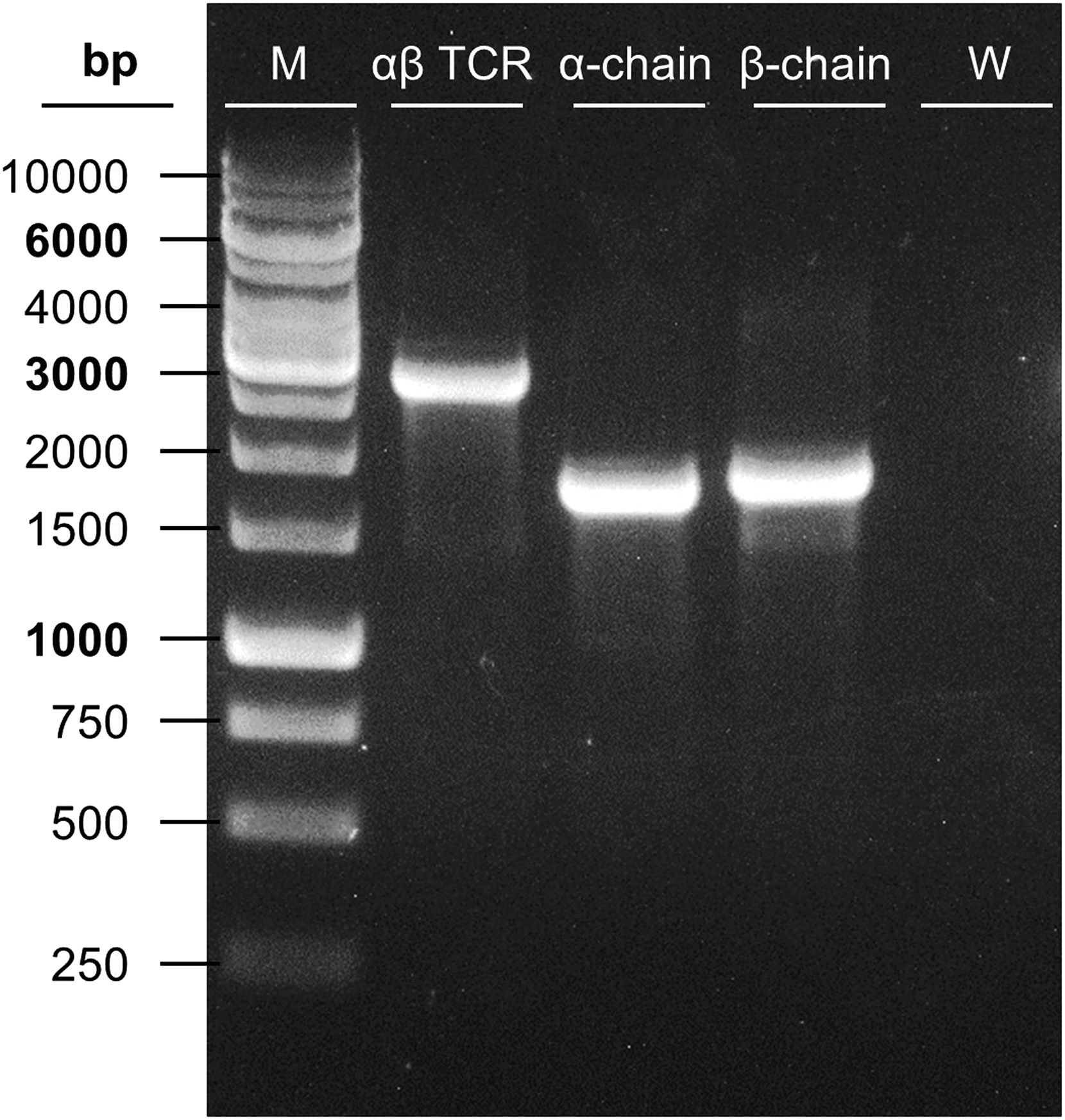 Cell Press: STAR Protocols