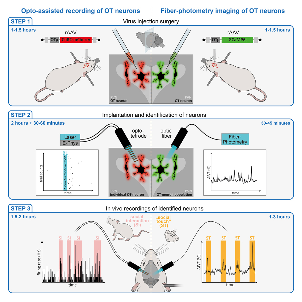 Cell Press: STAR Protocols
