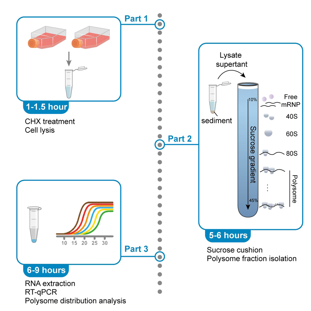 Cell Press: STAR Protocols