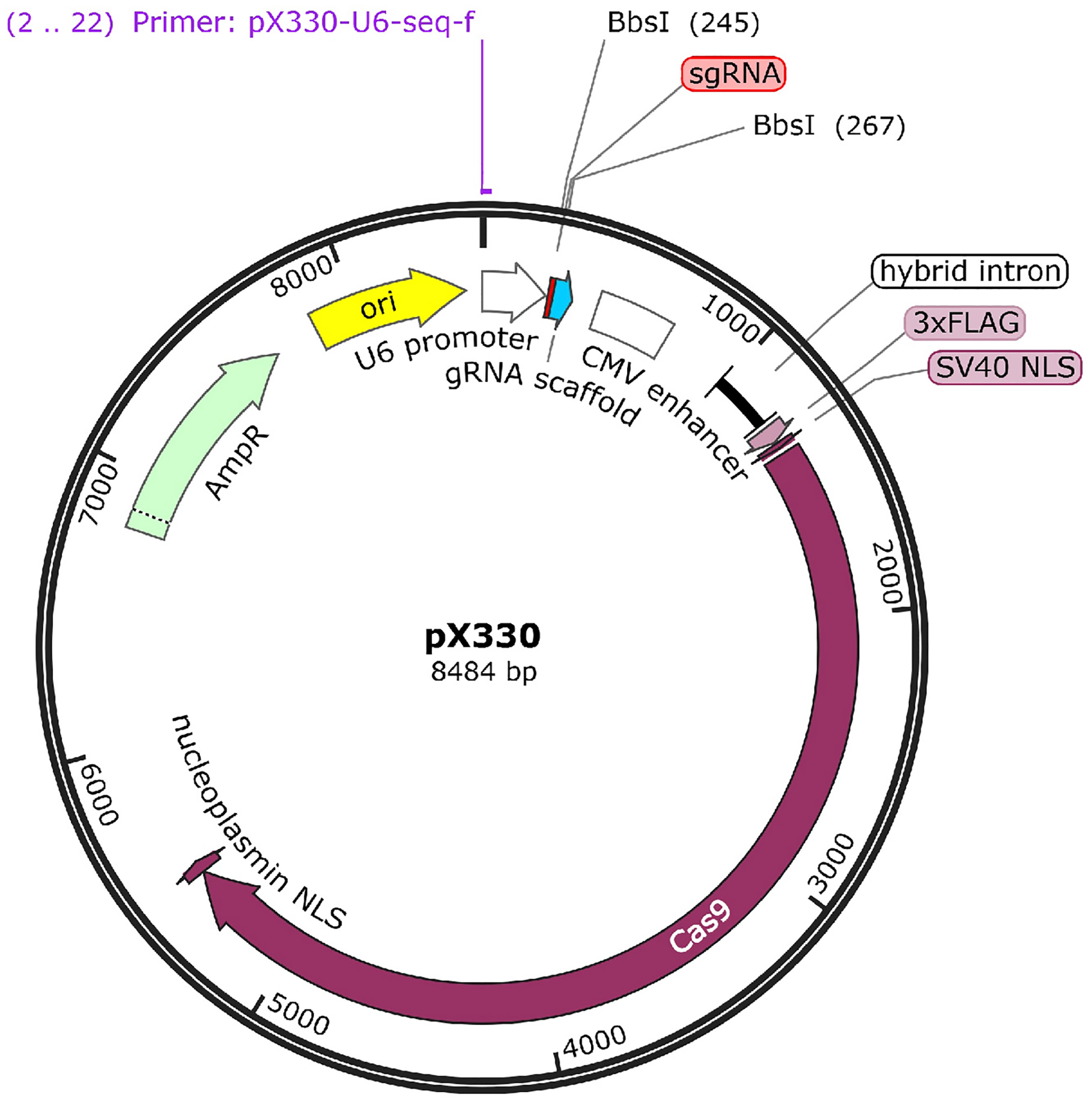 Cell Press: STAR Protocols