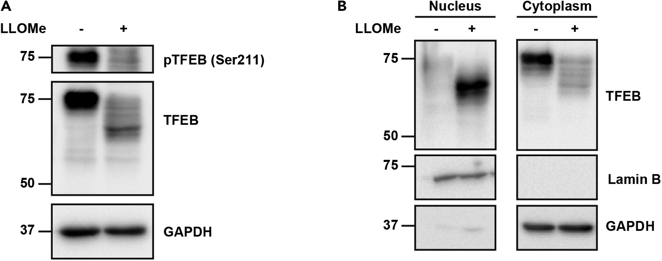 Cell Press: STAR Protocols