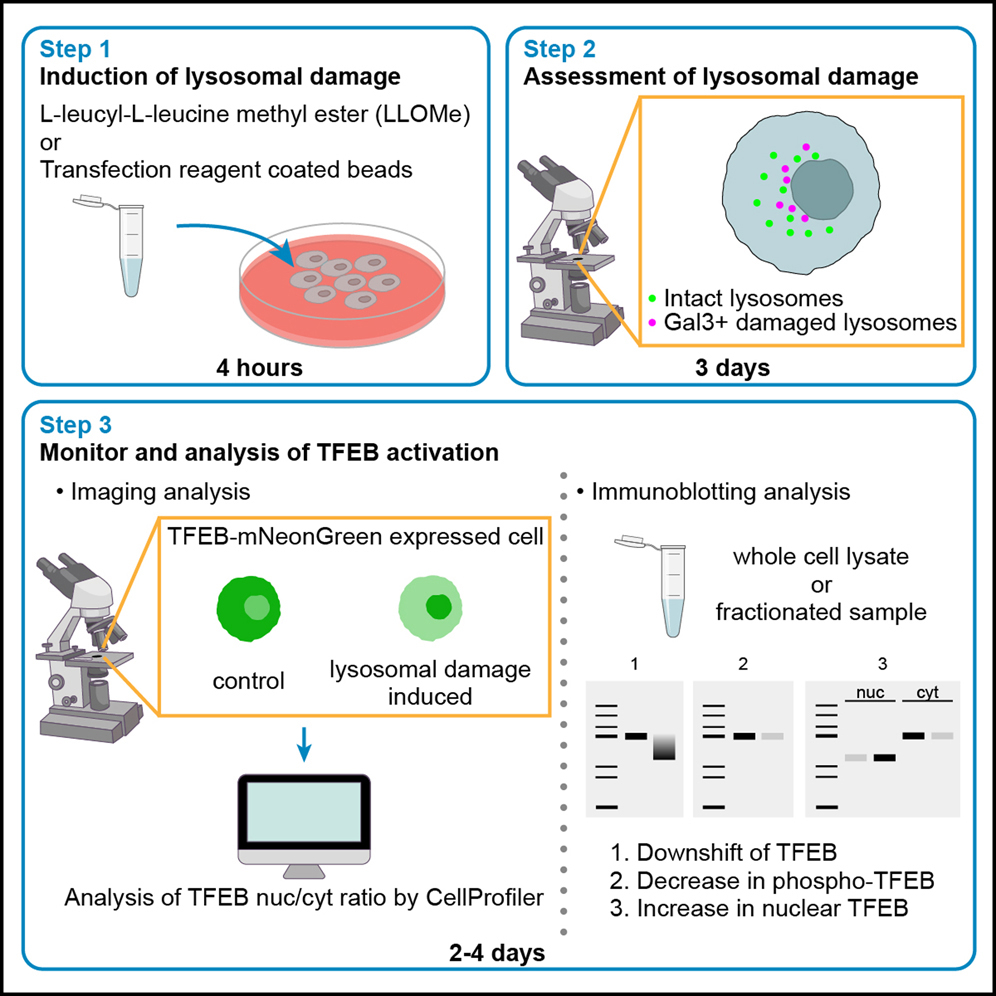 Cell Press: STAR Protocols