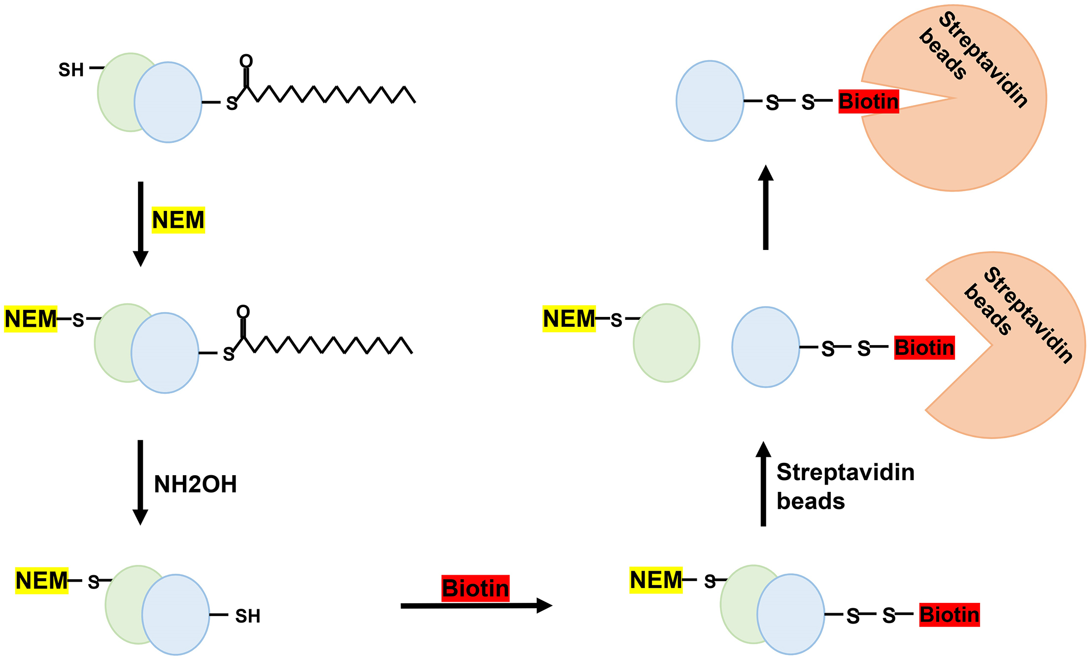 Cell Press: STAR Protocols