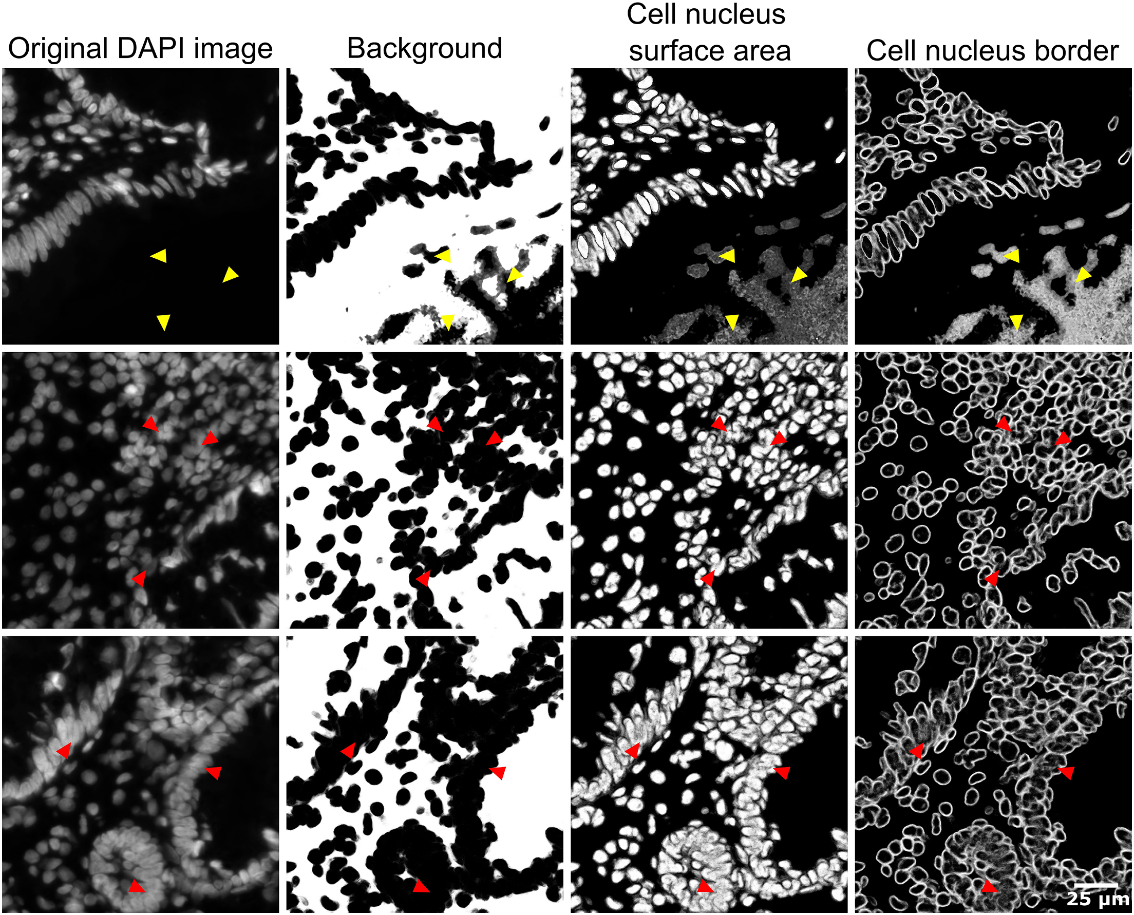 Cell Press: STAR Protocols