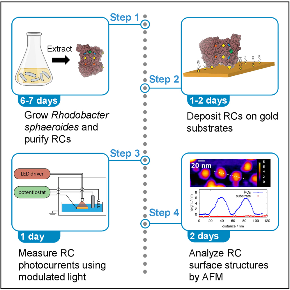 Cell Press: STAR Protocols
