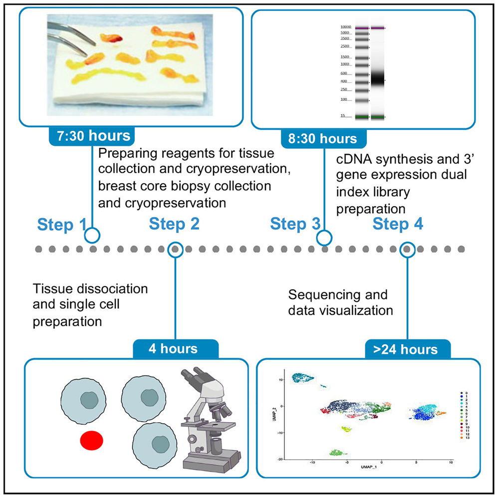 Cell Press: STAR Protocols