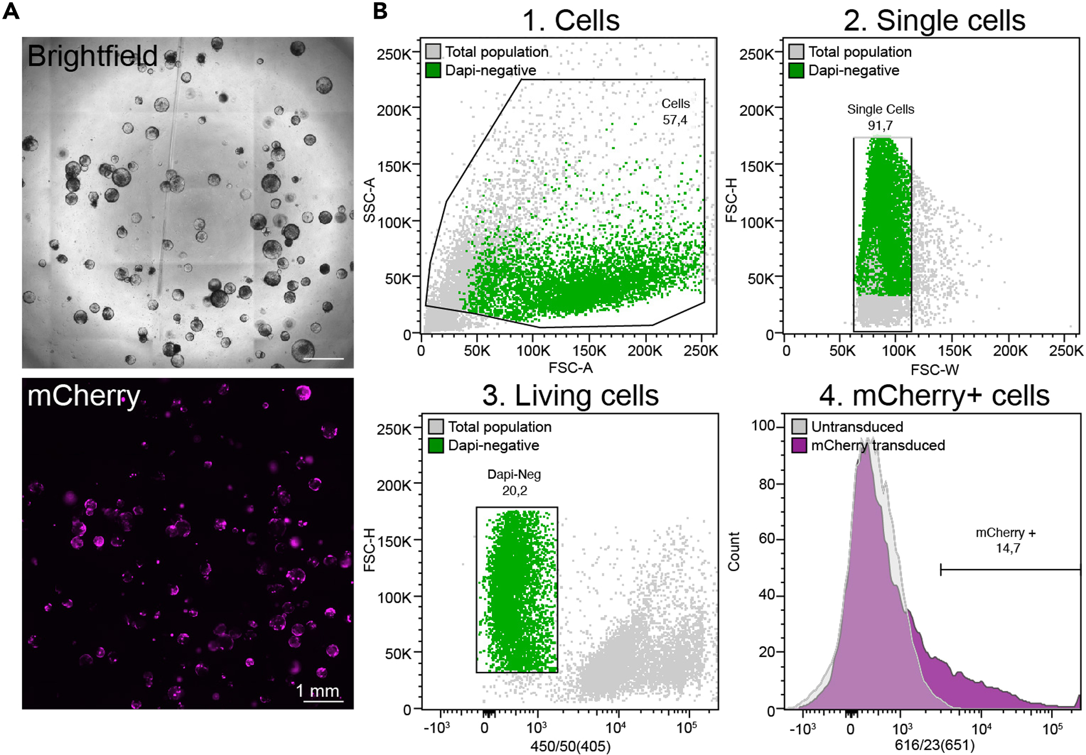 Cell Press: STAR Protocols