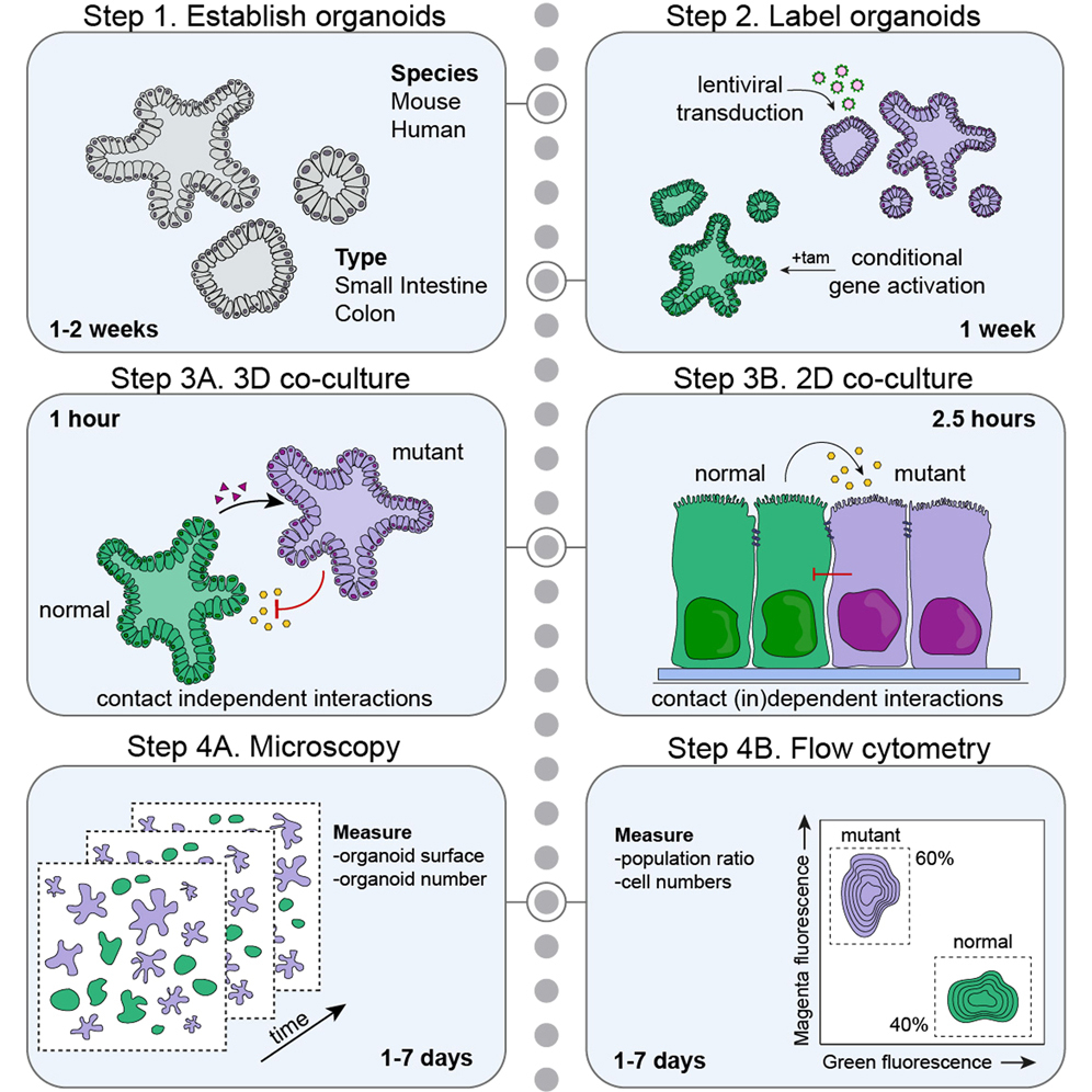 Organoid Culture Of Human Colonic Epithelial Cells A