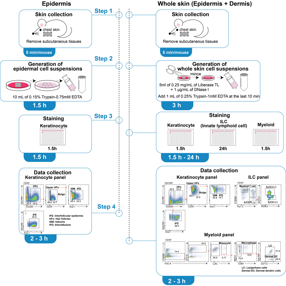 Cell Press: STAR Protocols