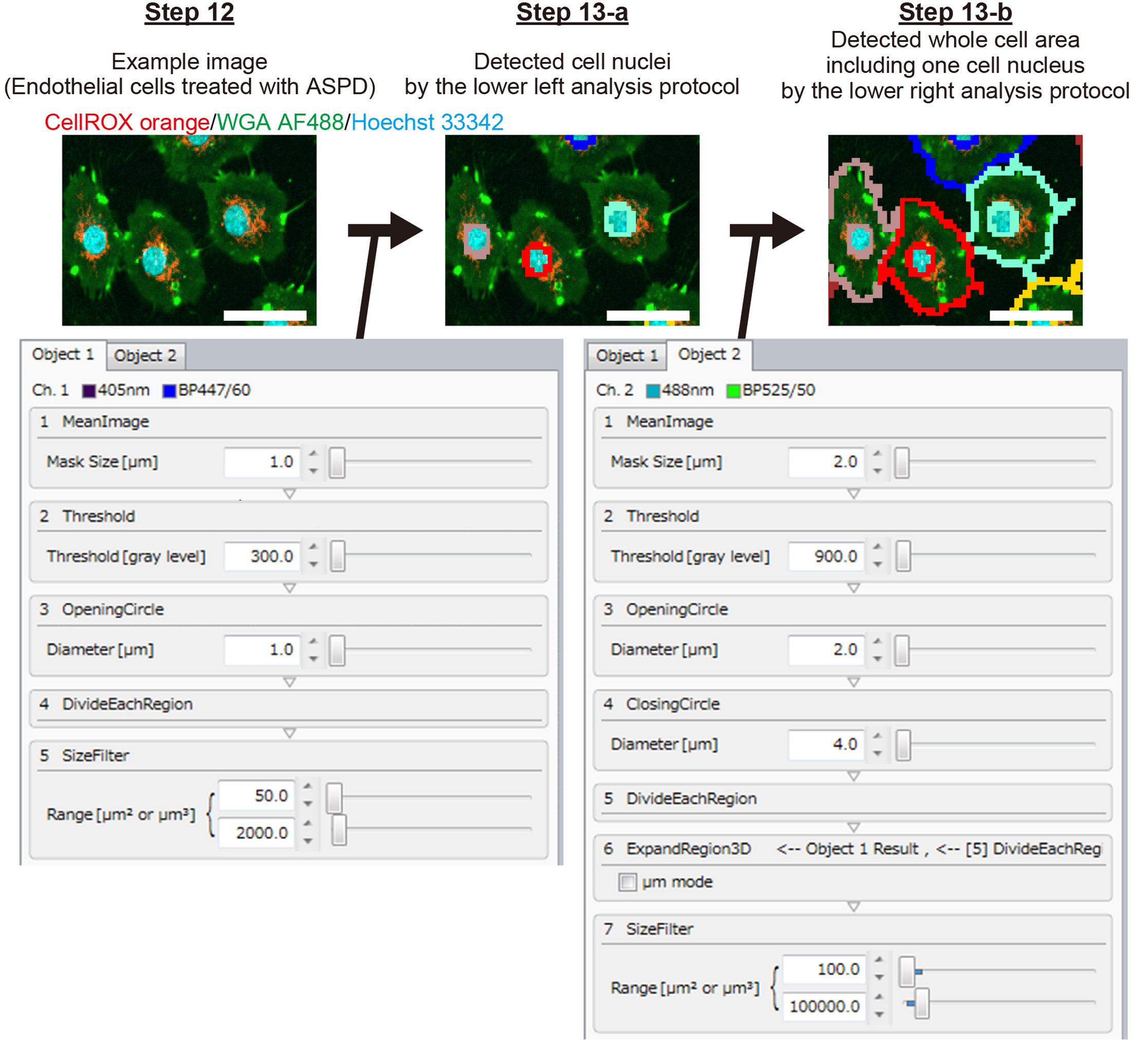 Cell Press: STAR Protocols