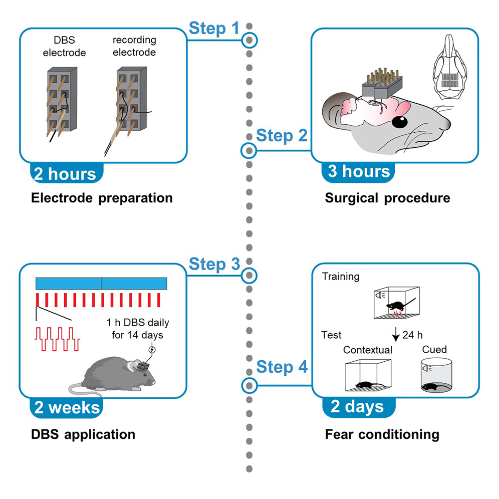 Cell Press: STAR Protocols