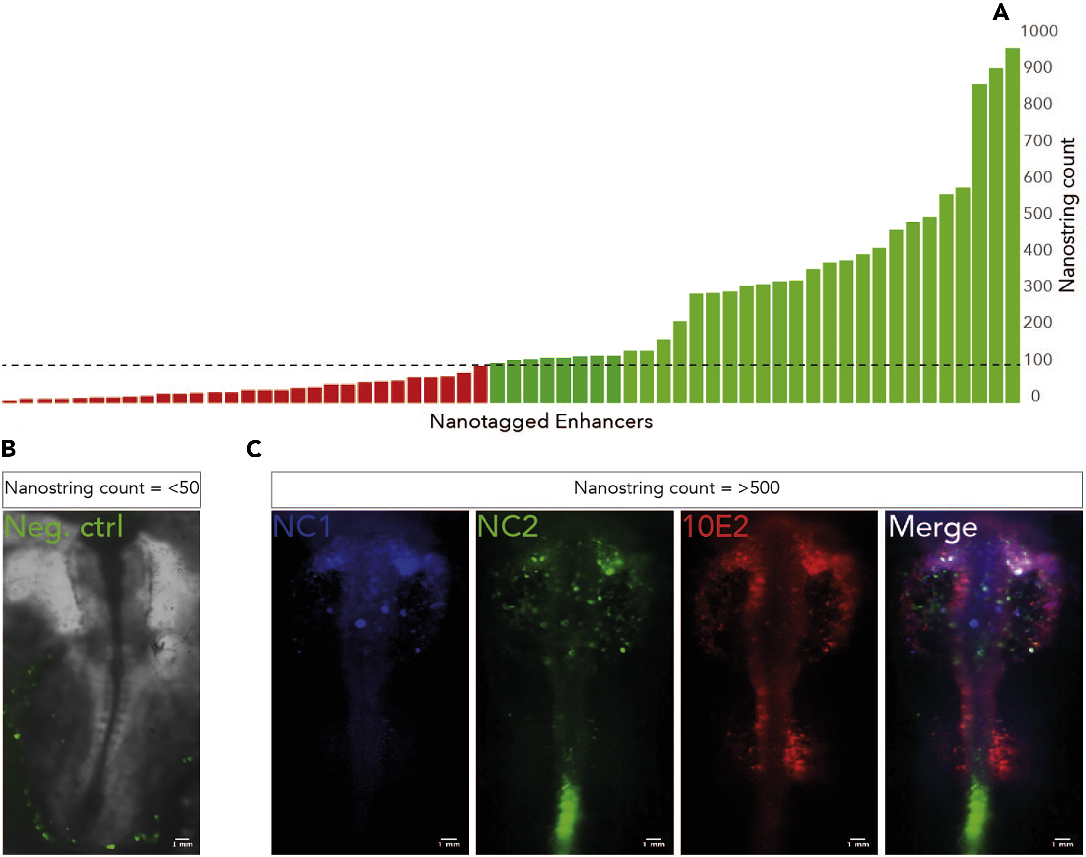 Cell Press: STAR Protocols
