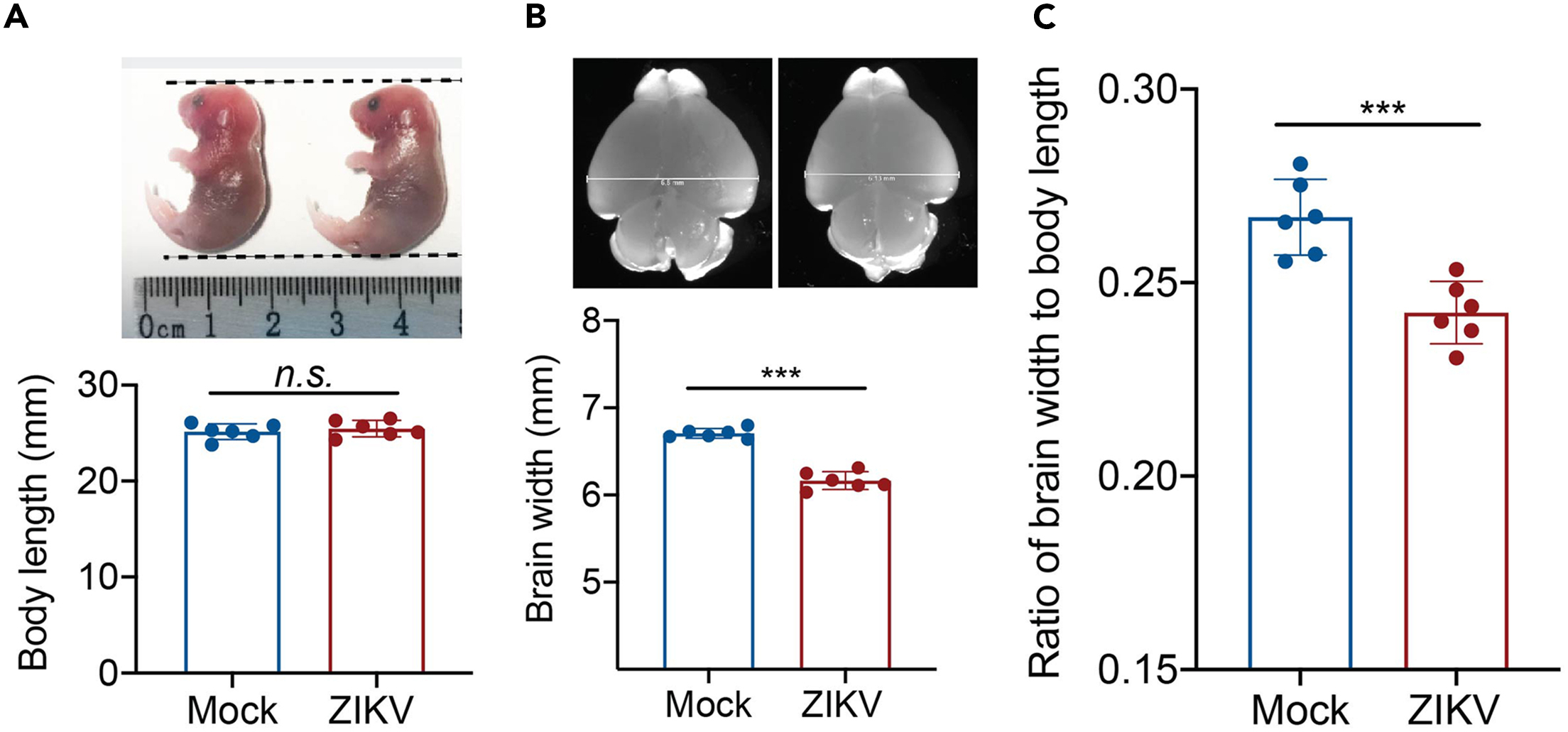 Cell Press: STAR Protocols