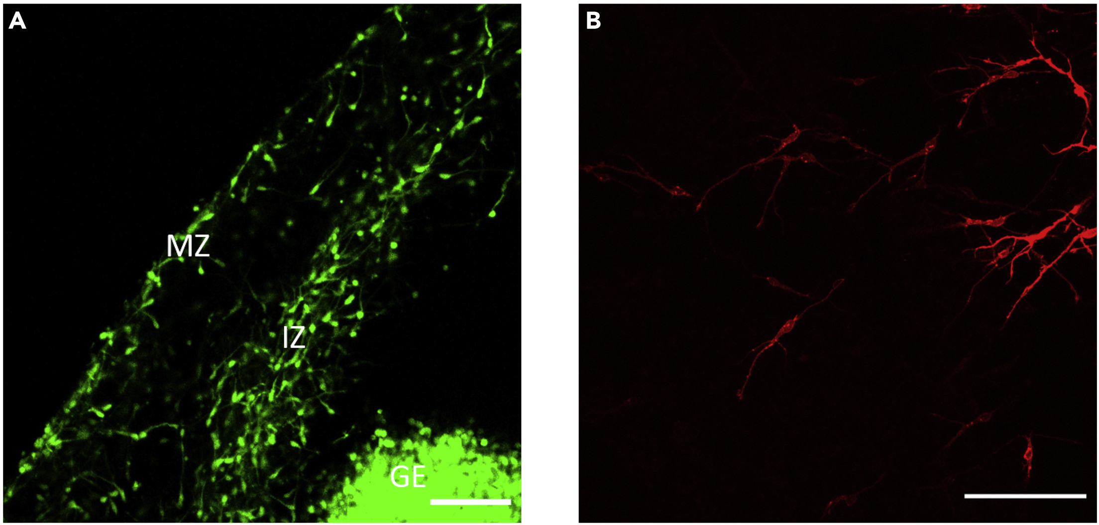 Cell Press: STAR Protocols