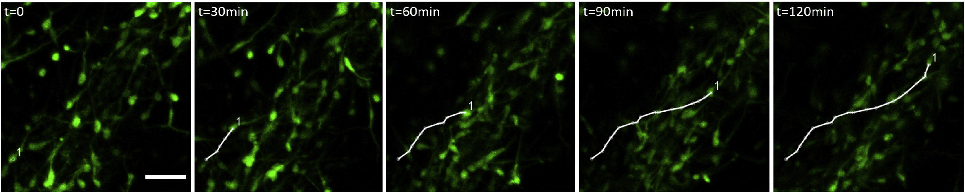 Cell Press: STAR Protocols