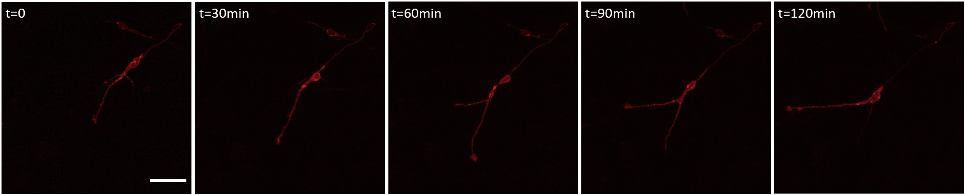 Cell Press: STAR Protocols