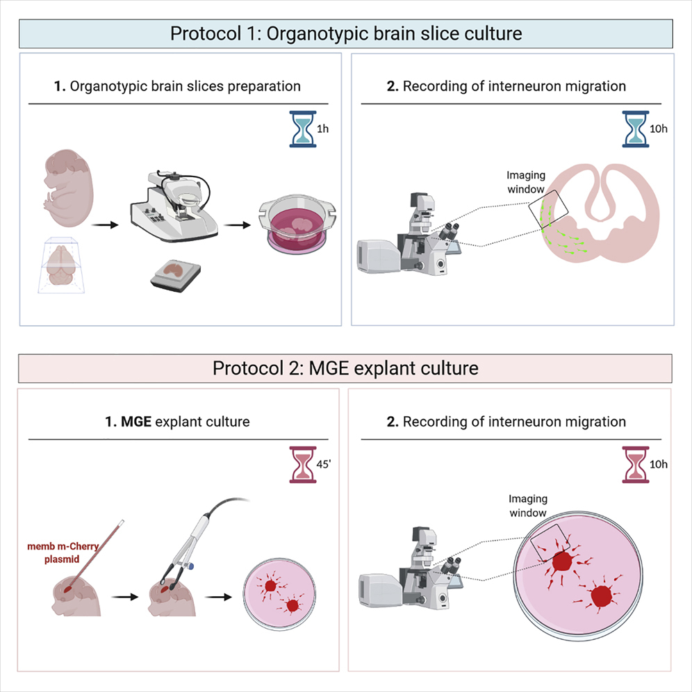 Cell Press: STAR Protocols