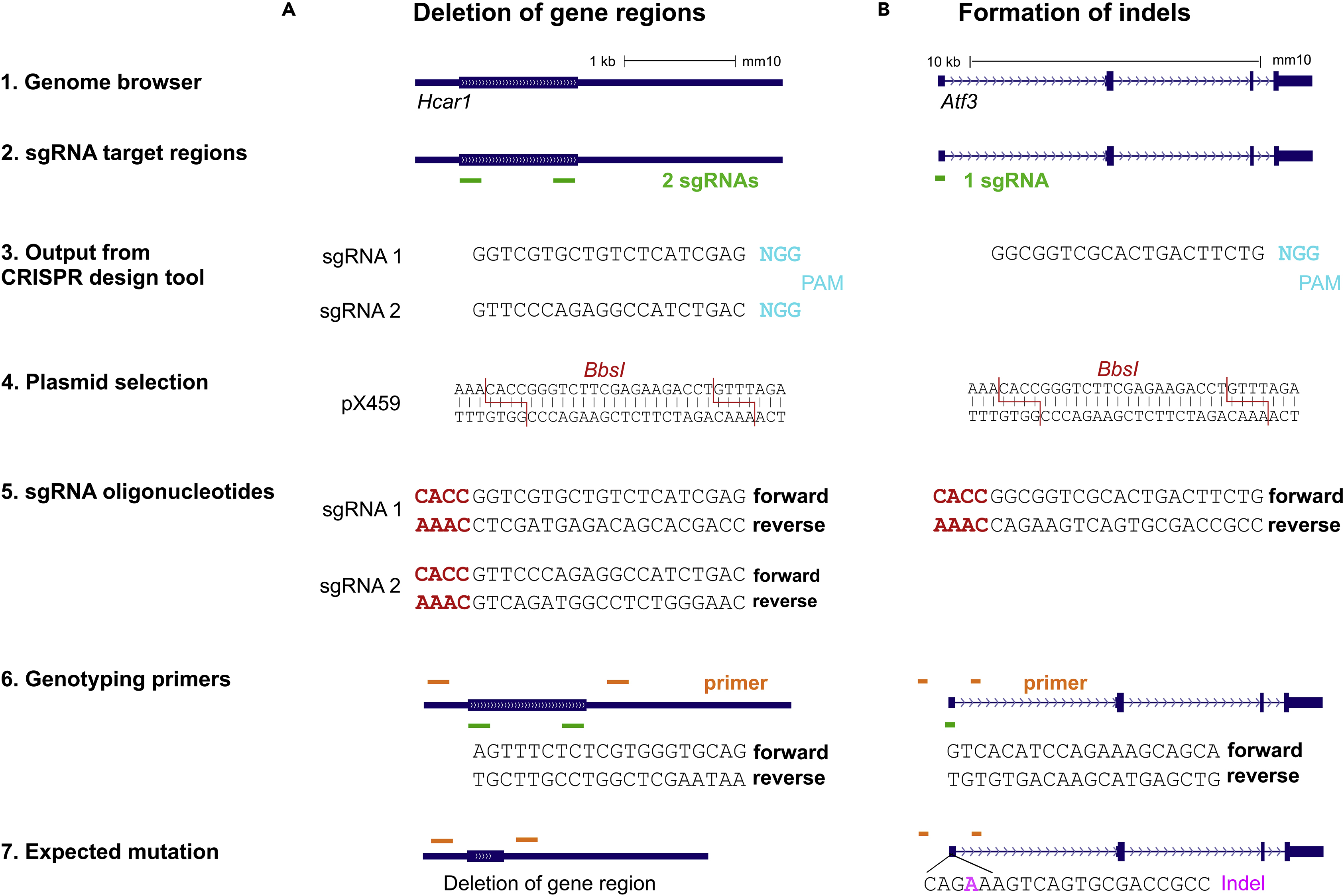 Cell Press: STAR Protocols