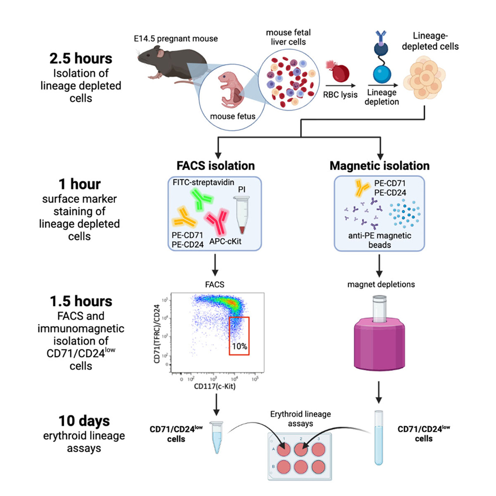Cell Press: STAR Protocols