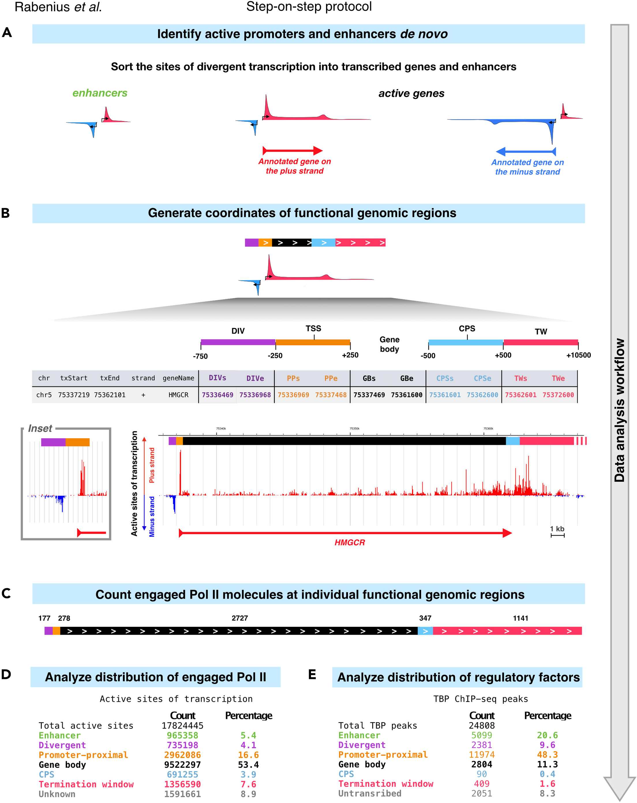 Transcription Steps