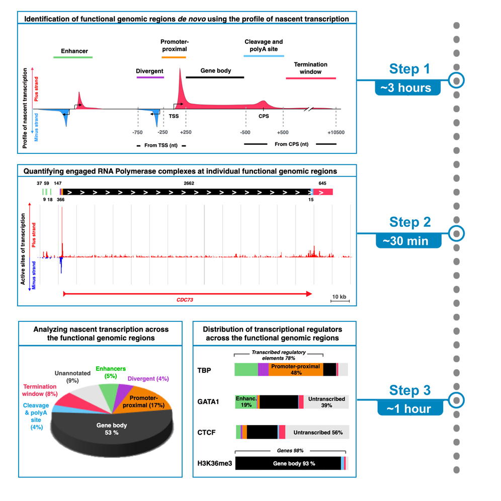 Cell Press: STAR Protocols