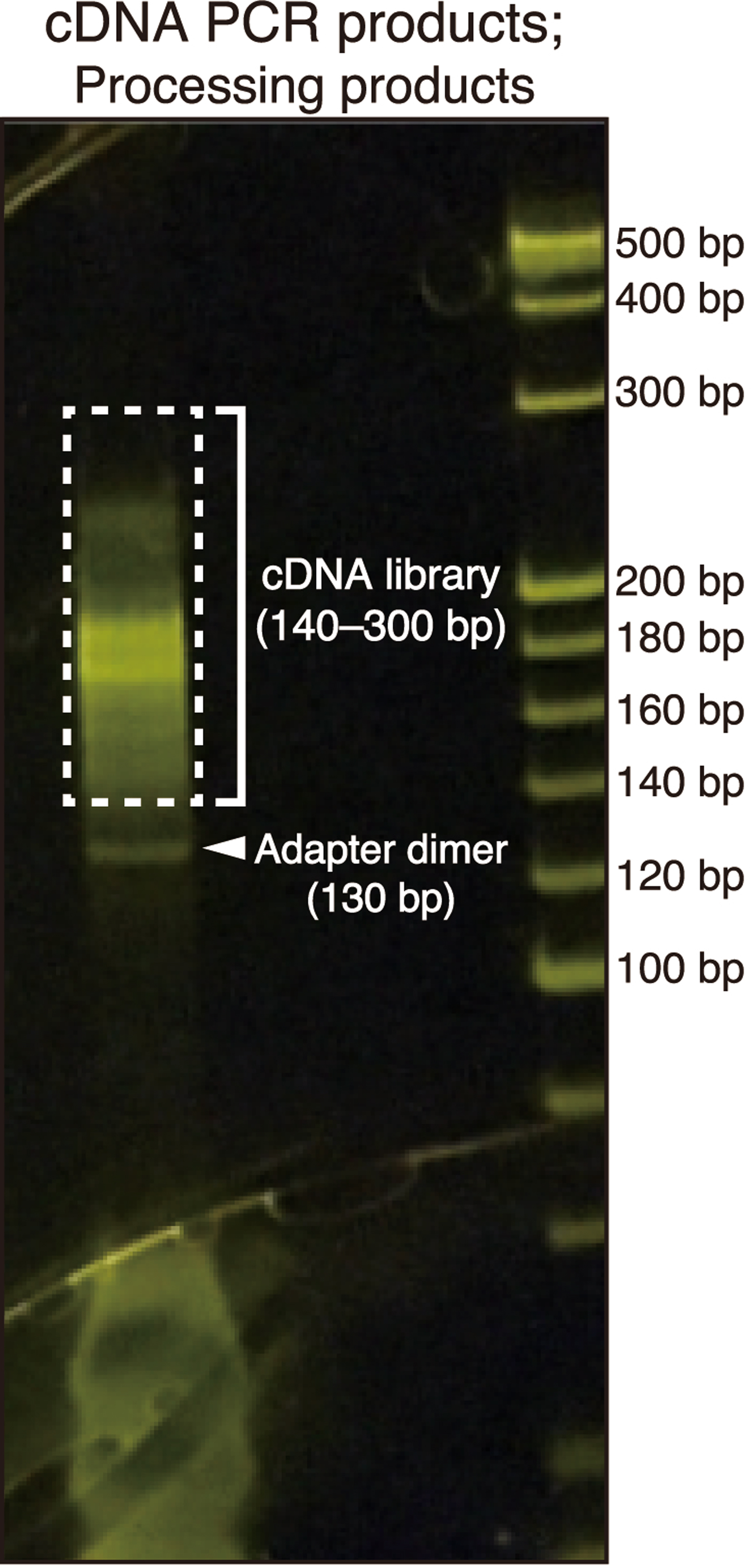 Cell Press: STAR Protocols