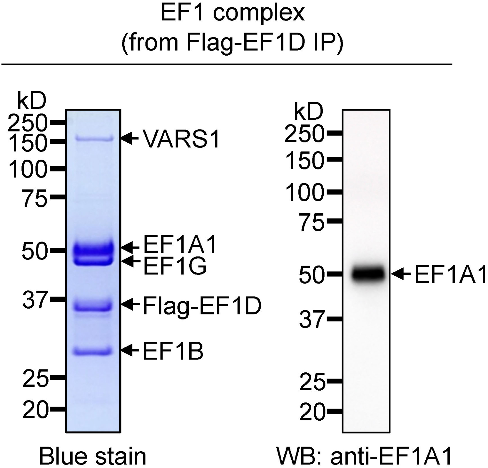 Cell Press: STAR Protocols
