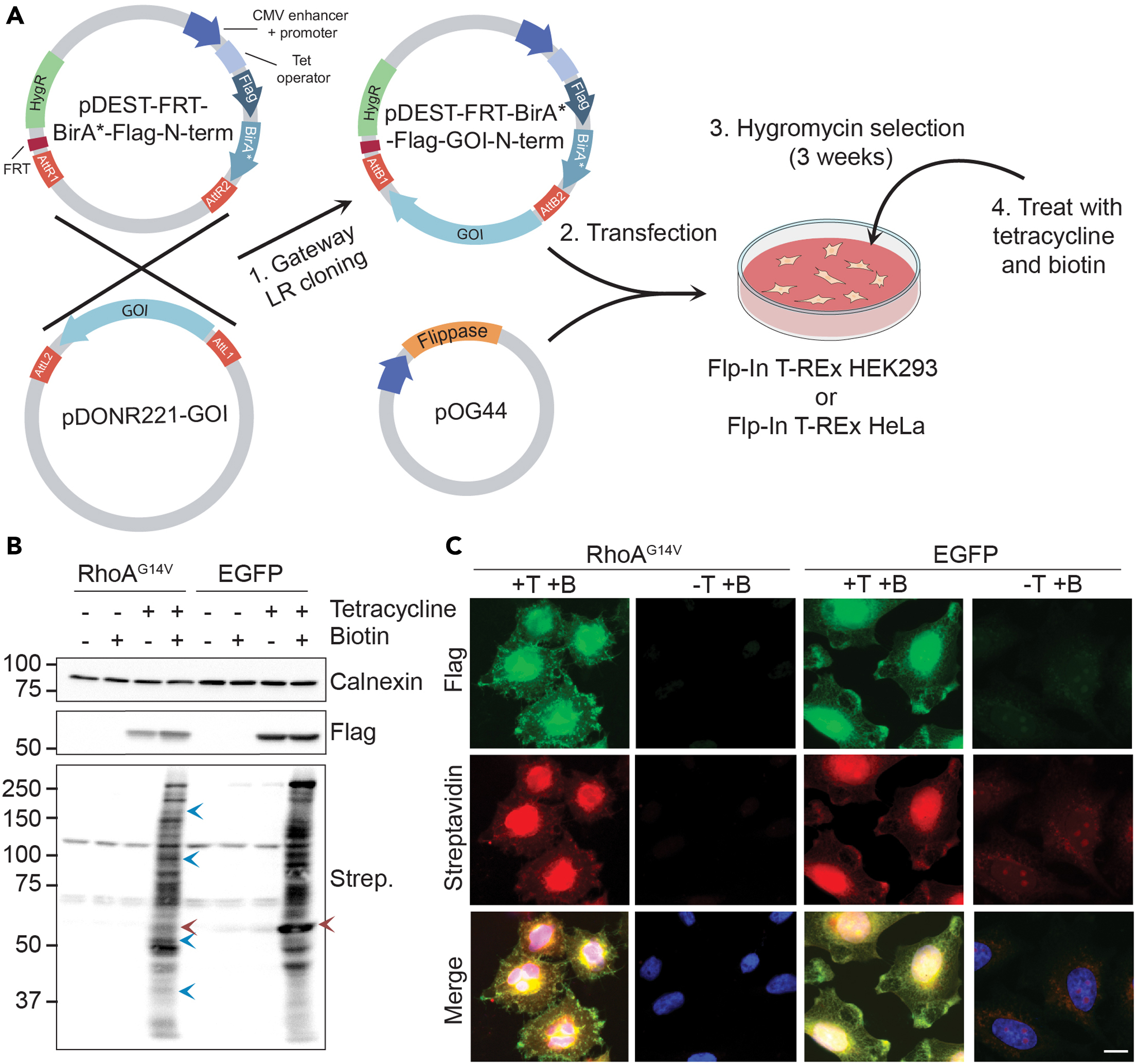 Cell Press: STAR Protocols