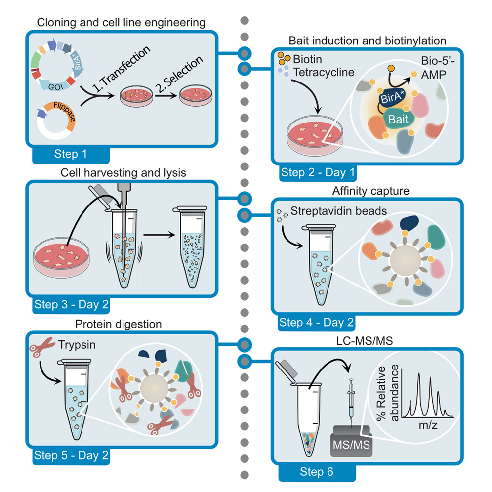 Cell Press: STAR Protocols