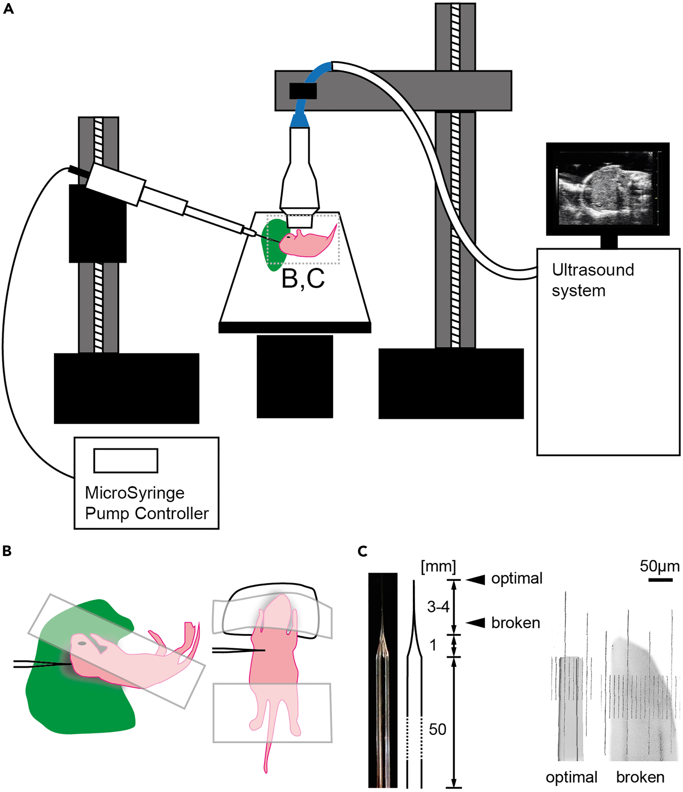 Cell Press: STAR Protocols