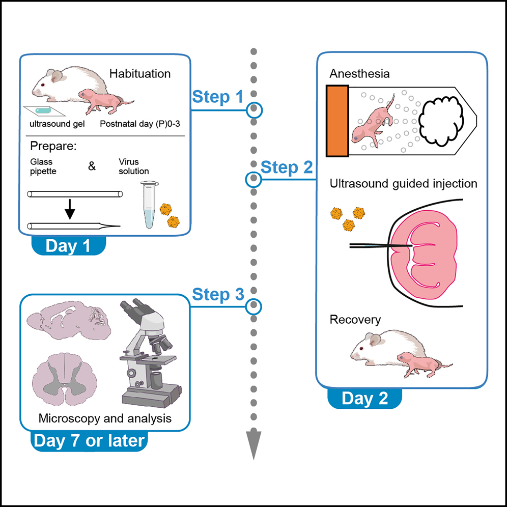 Cell Press: STAR Protocols