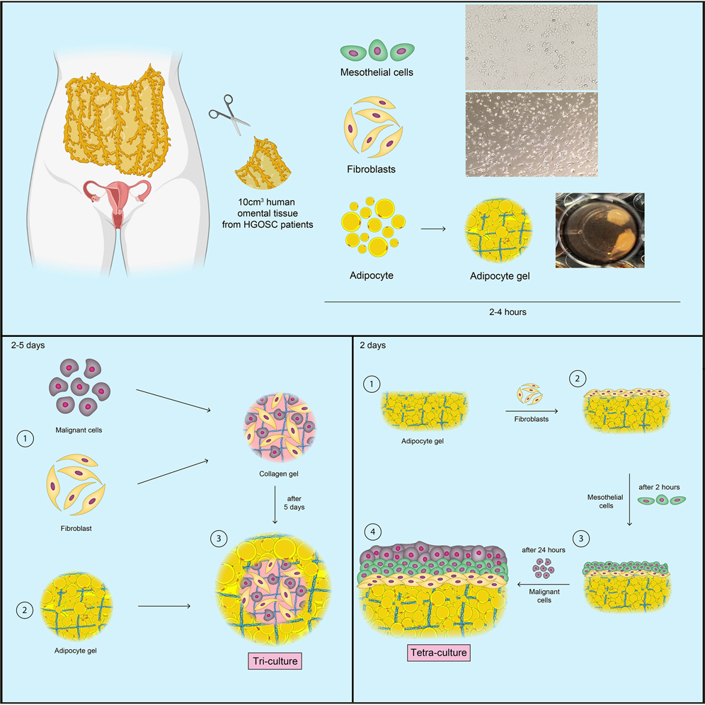 Cell Press: STAR Protocols