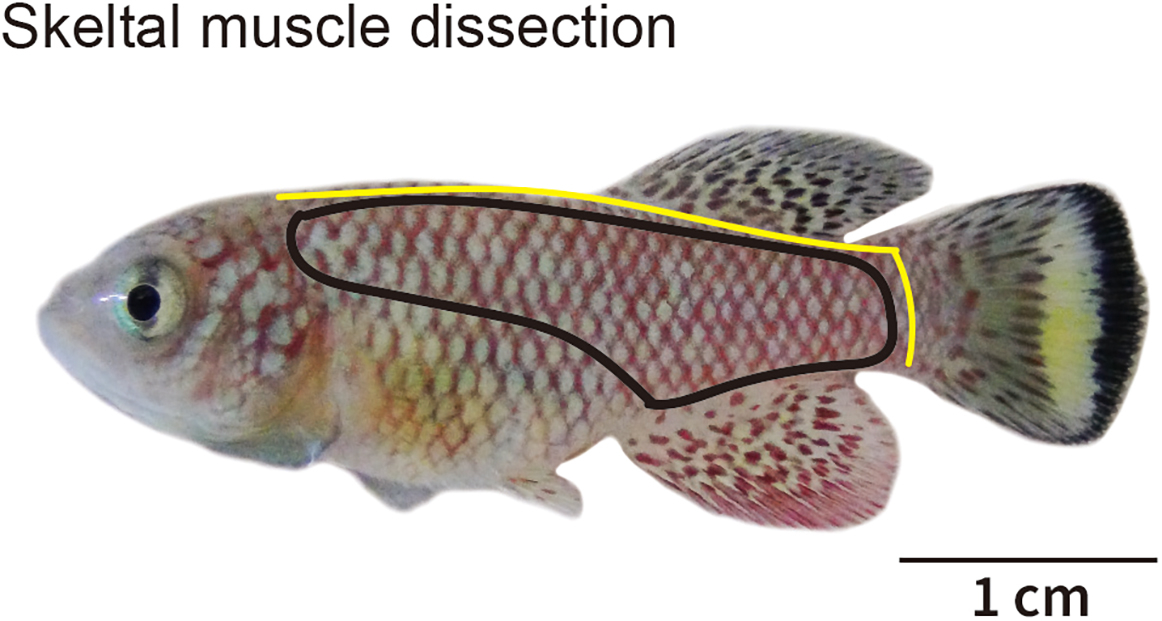 Cell Press: STAR Protocols
