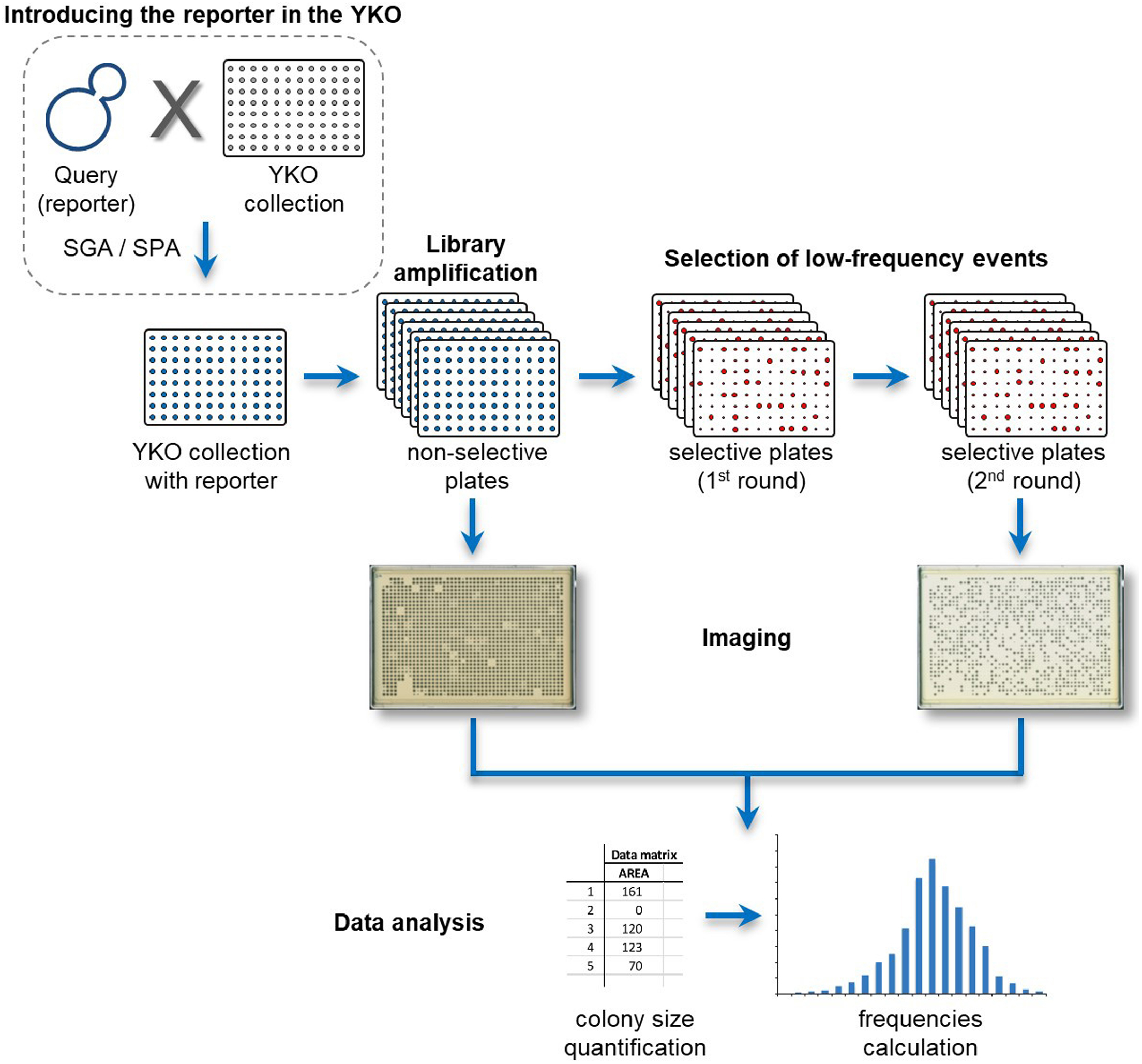 Cell Press: STAR Protocols