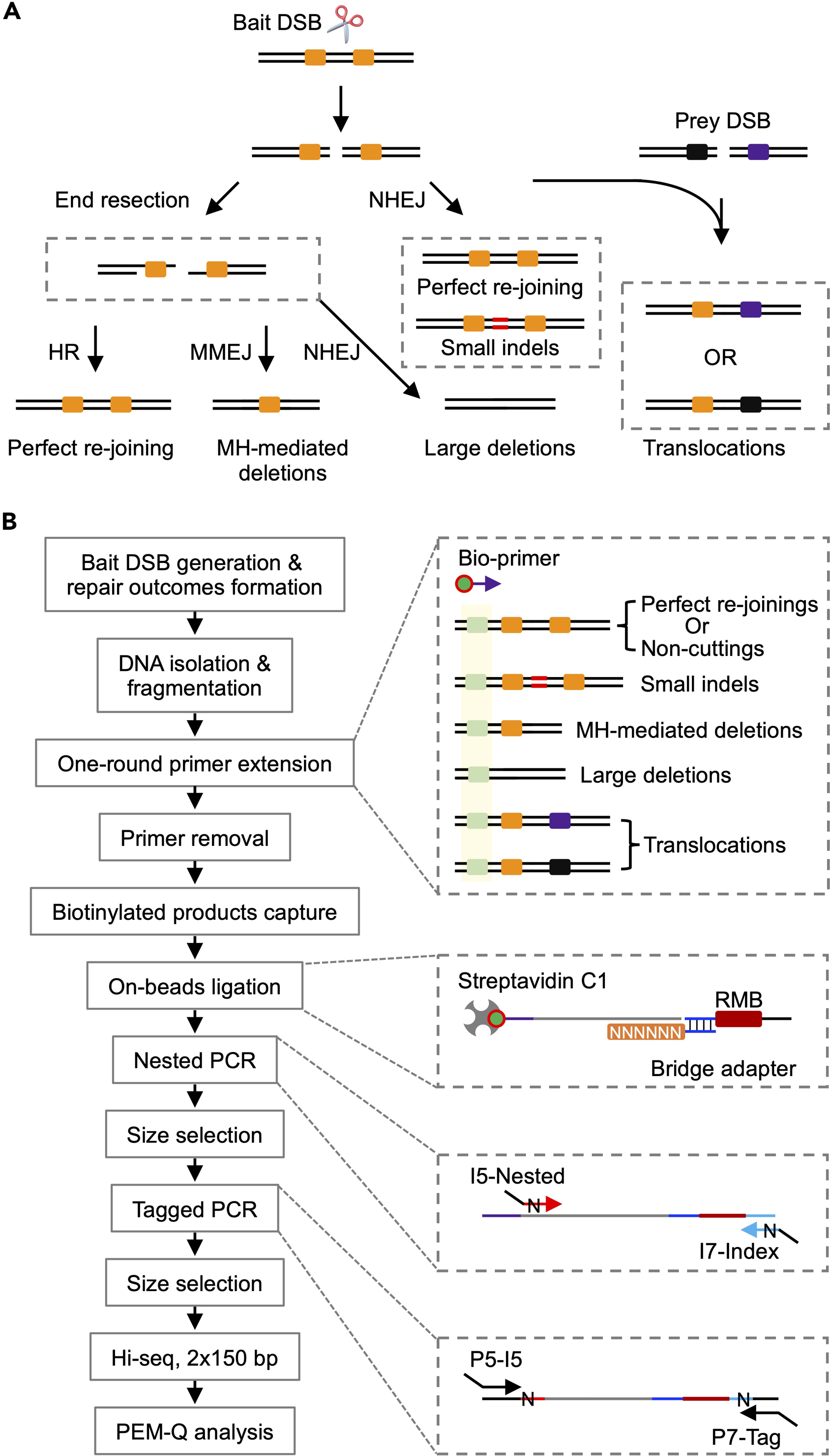 Cell Press: STAR Protocols