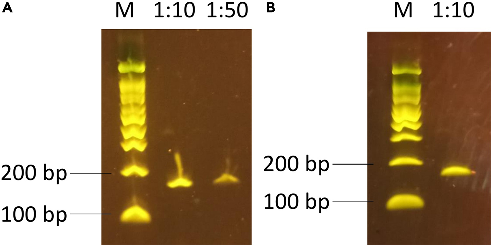 Cell Press: STAR Protocols
