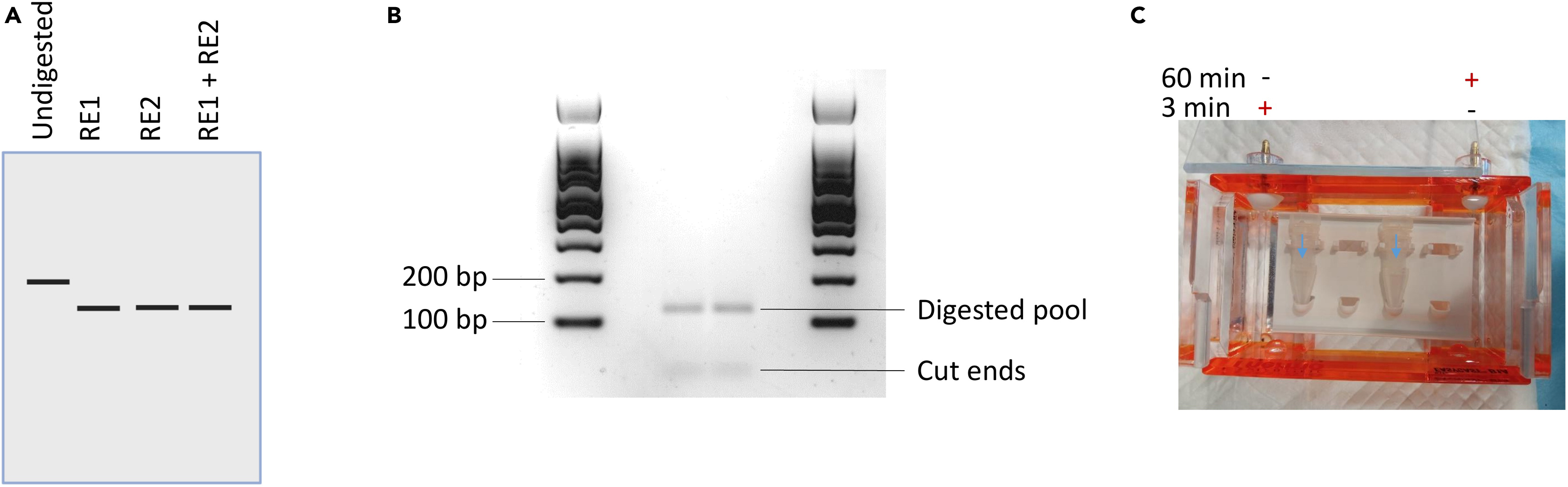 Cell Press: STAR Protocols