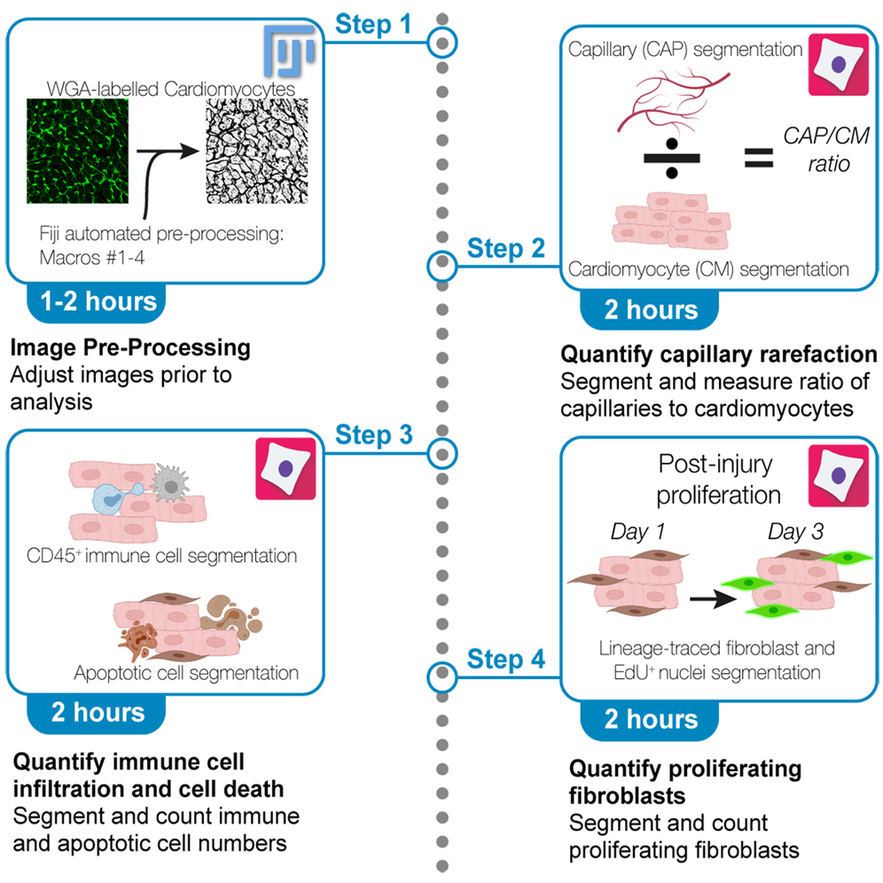 Cell Press: STAR Protocols