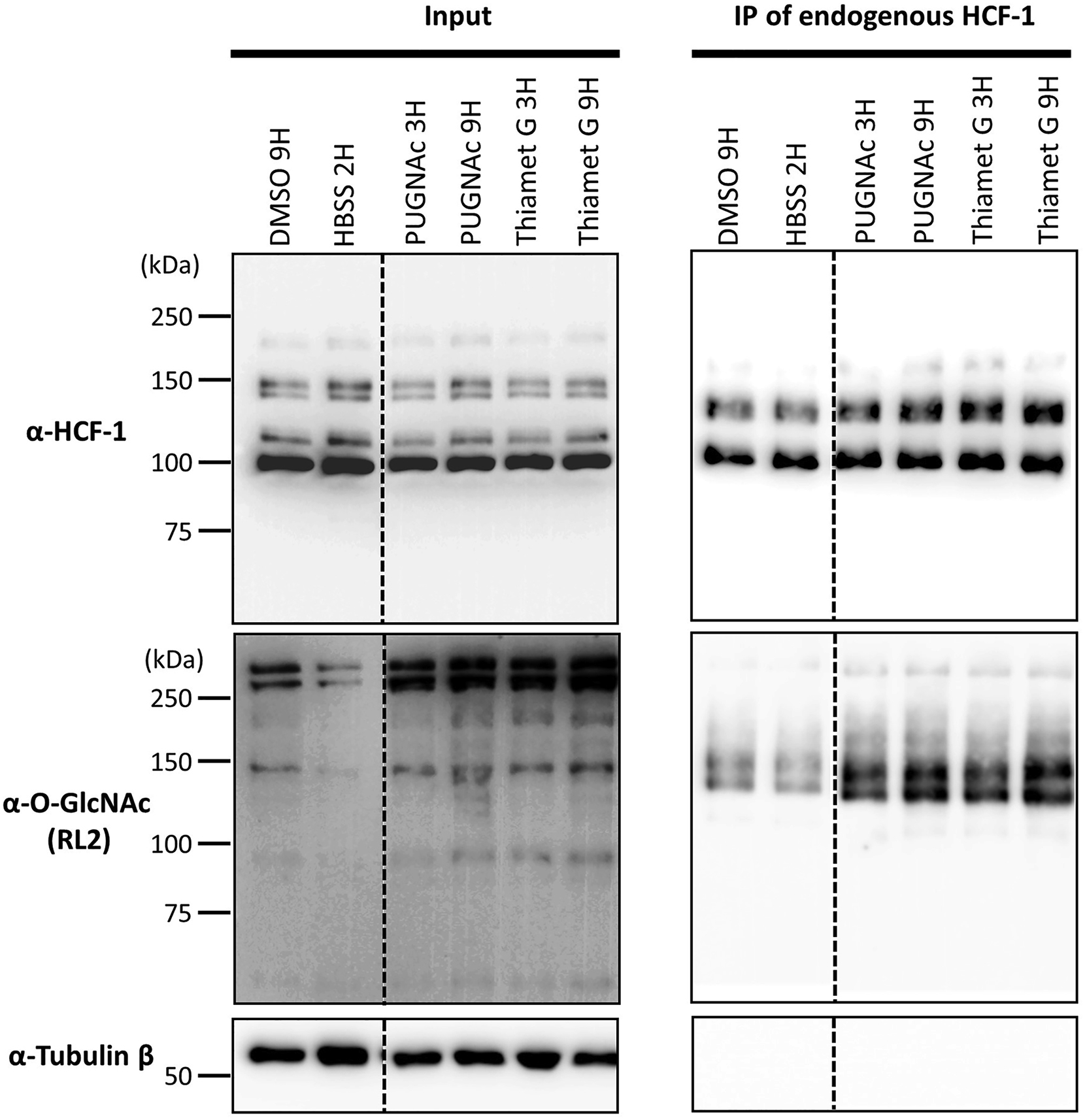 Cell Press: STAR Protocols