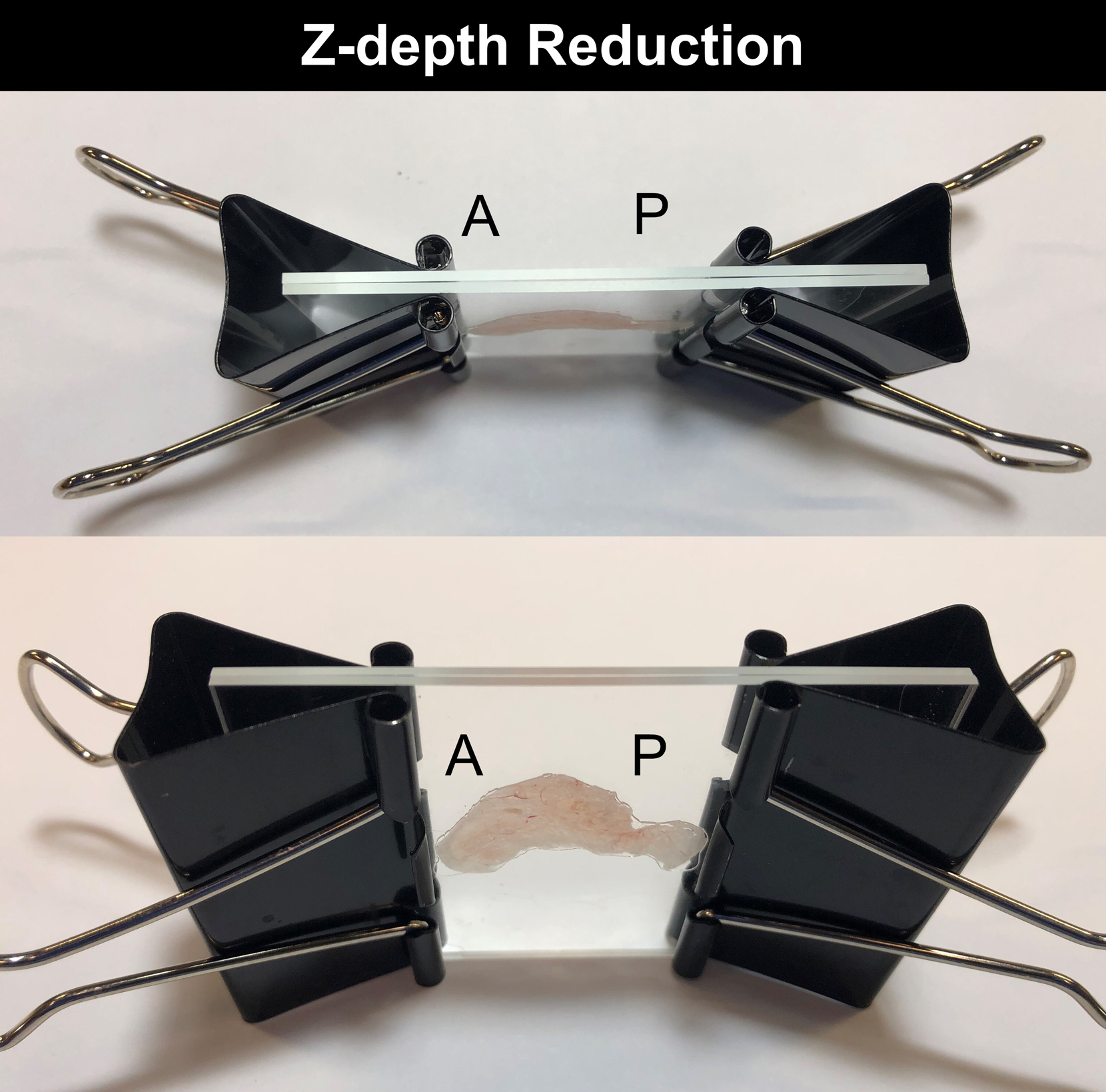Cell Press: STAR Protocols