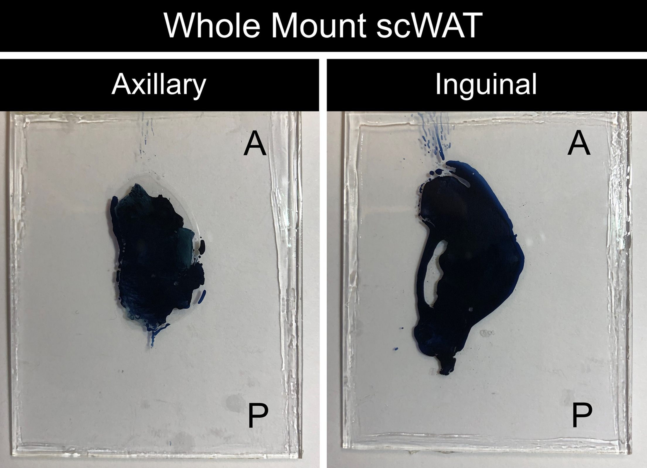 Cell Press: STAR Protocols