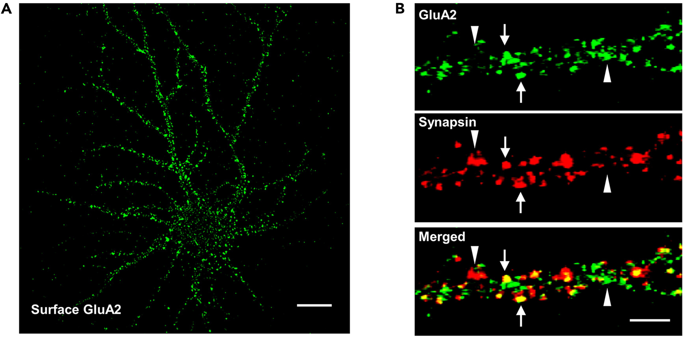 Cell Press: STAR Protocols
