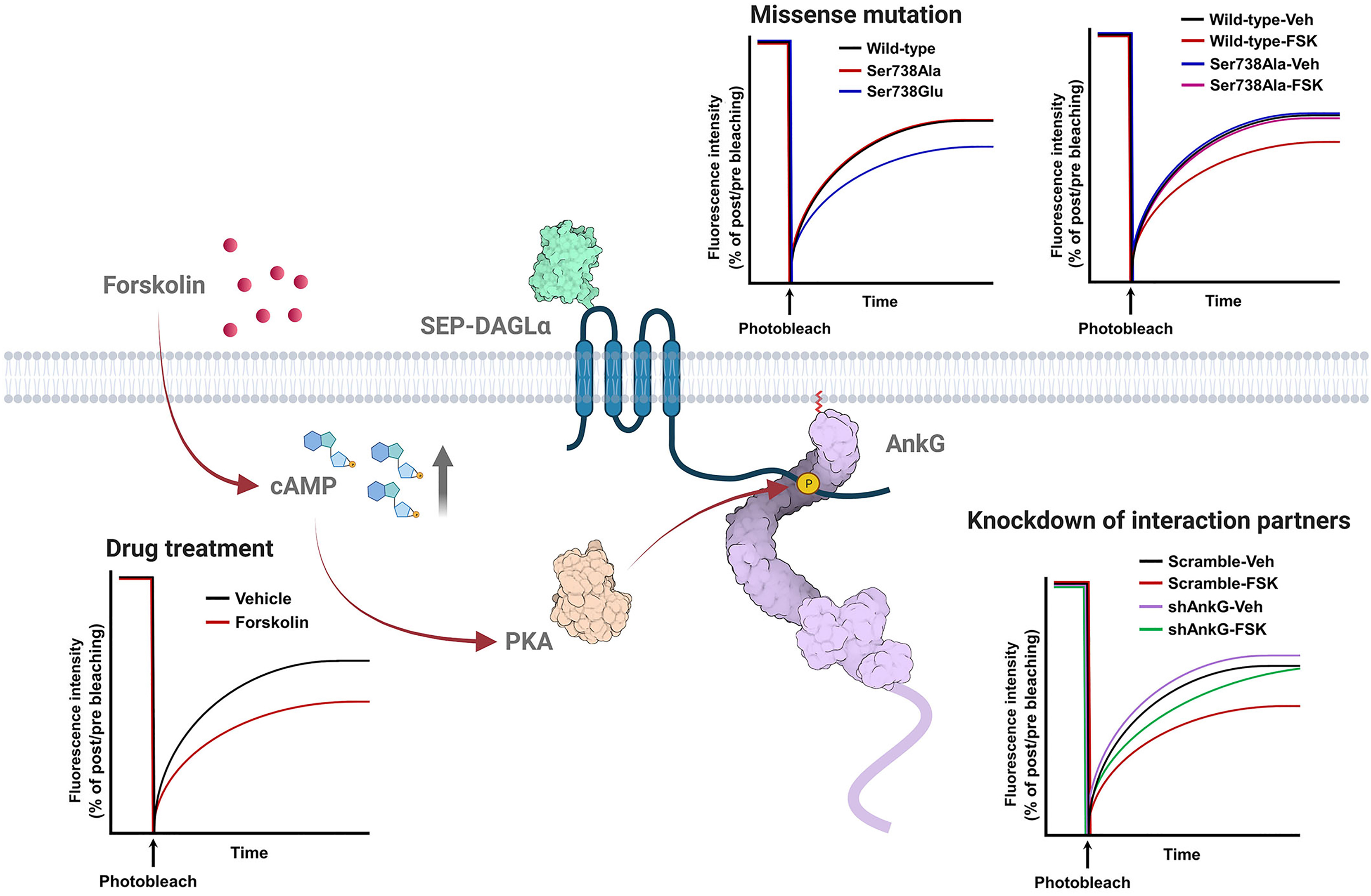 Cell Press: STAR Protocols