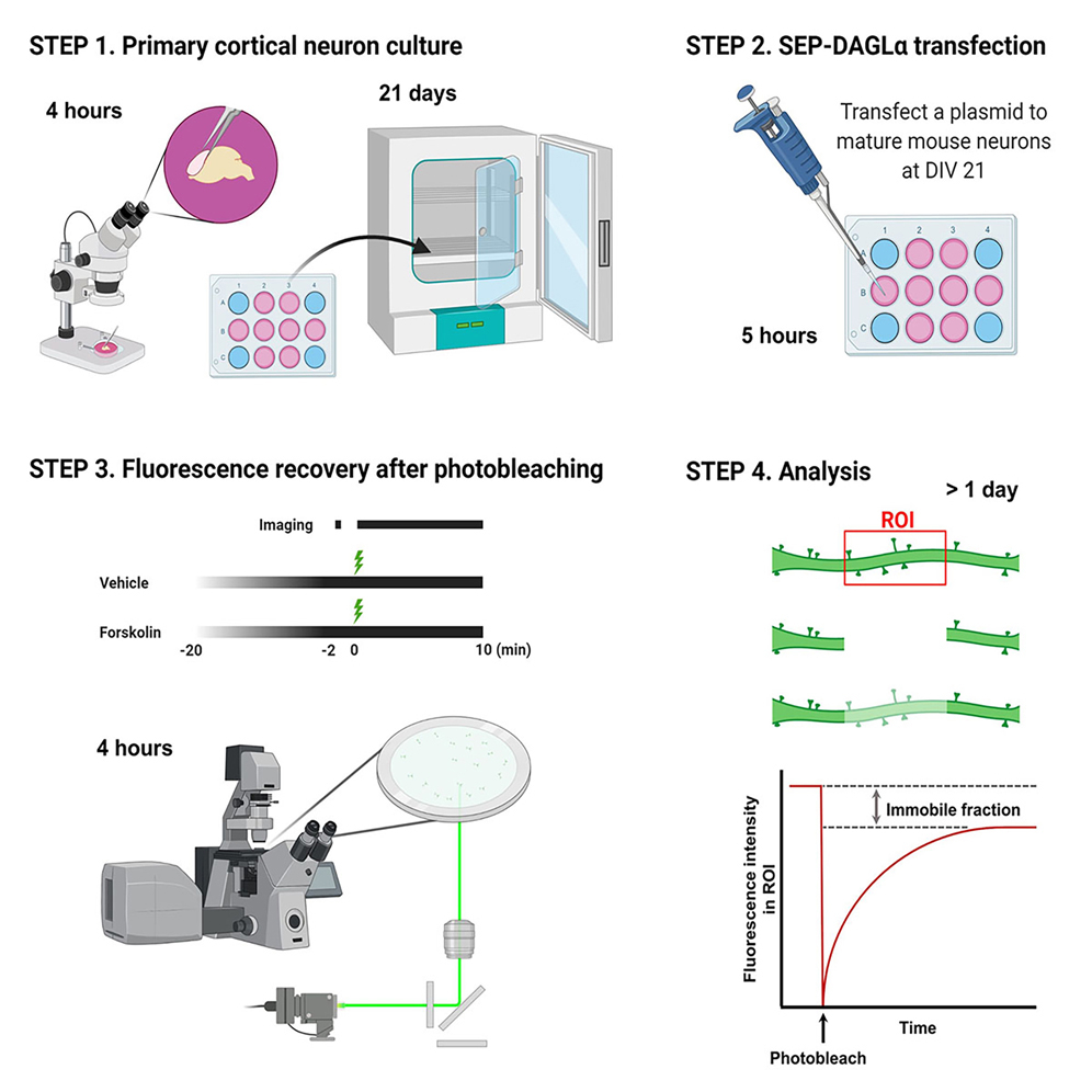 Cell Press: STAR Protocols